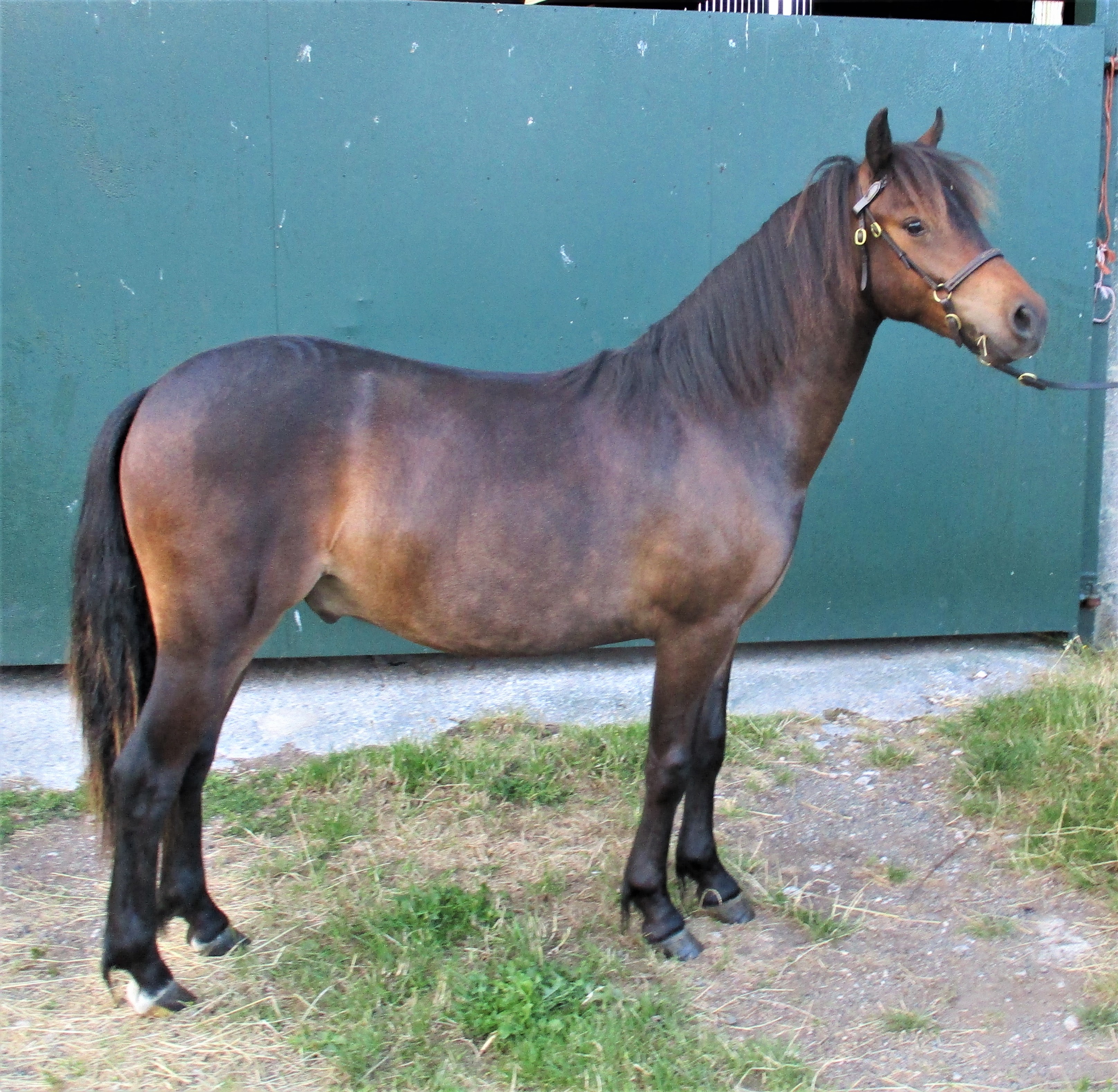 Dartmoor B&B | Langworthy Farm Bed and Breakfast, Widecombe in the Moor ...